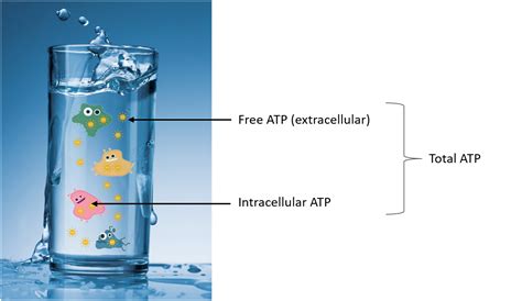 Gl Biocontrol Free Atp Vs Intracellular Atp