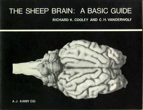 The Sheep Brain A Basic Guide Nebraska Scientific