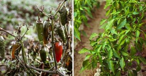 Conquering Phytophthora Root Rot In Peppers Actionable Steps LeafyJournal