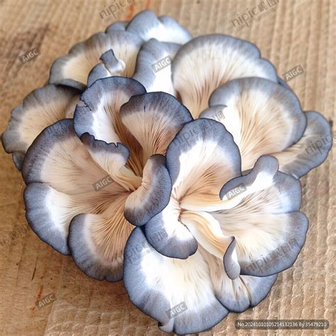 Ai创作图蘑菇造型蘑菇编制物 平菇手绘 平菇大图 蘑菇的菌褶 凤尾菇手绘 手绘凤尾菇 海鲜菇手绘 拼百灵菇 真菌食材高档食材 仿真蘑菇 扎蒙花蘑菇丝 手绘菌灵芝 云芝蘑菇 漂亮菌类 皂菌耳