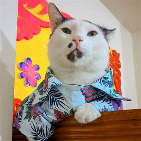 কেমন লাগছে গায়েজ মুরগি সেজেছি।🙊 Mashallahماشاءالله Fbreels2025ツ