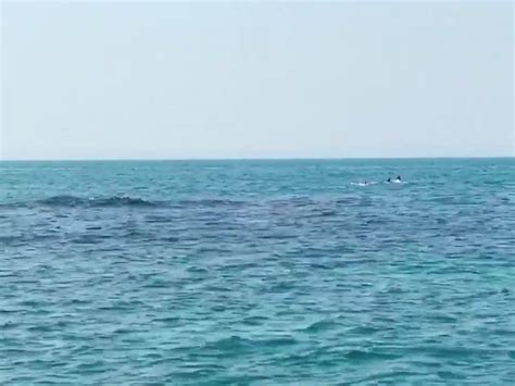 먼 발치서 보면 반짝반짝 푸르고 돌고래들이 뛰어노는 아름다운 바다이지만 자세히 보면 쓰레기 투성이애오😭💧 엉엉 제주 제주바다 고래 돌고래 제돌이 폐어구 그물