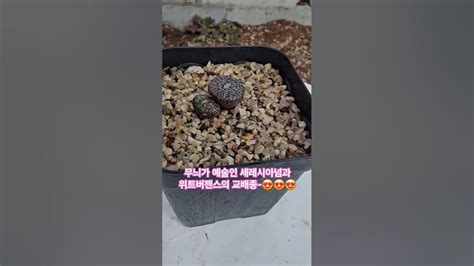 멋진 도트 장인의 손길~🤣🤣🤣 유나초롱 초롱맘 세레시아넘위트버젠스유나 코노피튬 교배종 다육집사 다육판매 포항다육 Succulents 多肉植物 Youtube