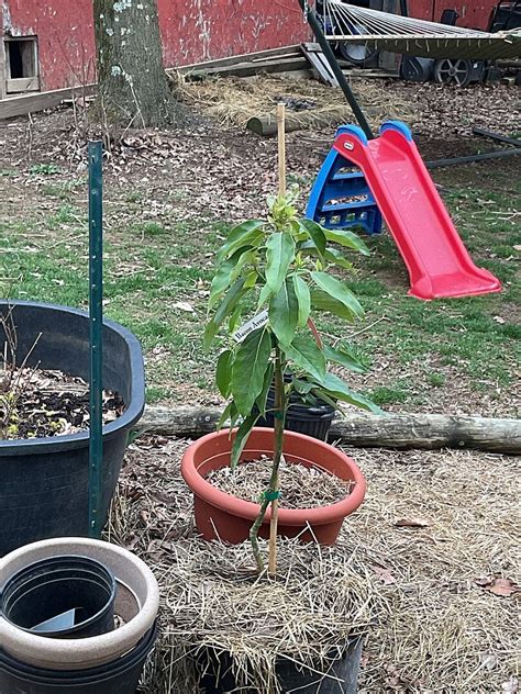 Chelan Cherry Trees For Sale