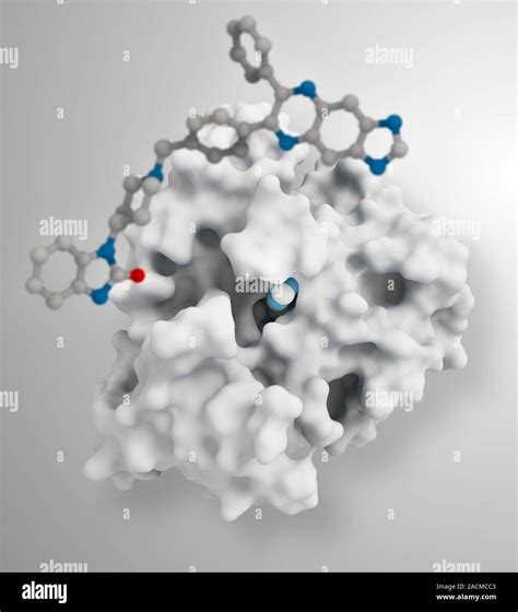 Akt1 Human Enzyme Molecule Computer Model Showing The Quaternary Structure Of A Molecule Of Rac