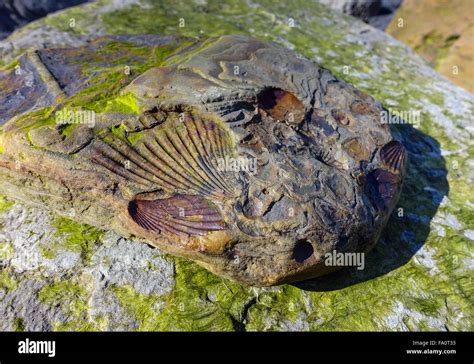 Shell Fossils In Jurassic Rocks Skinningrove North Yorkshire Stock