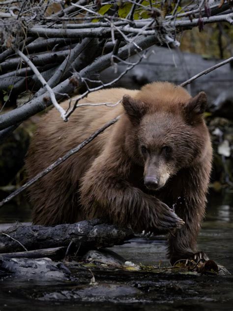 Where To Find Black Bears In Tahoe A Photo Journal