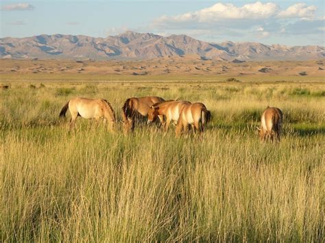 МОНГОЛ УЛСЫН БАЙГАЛИЙН ЦОГЦОЛБОРТ ГАЗРУУД