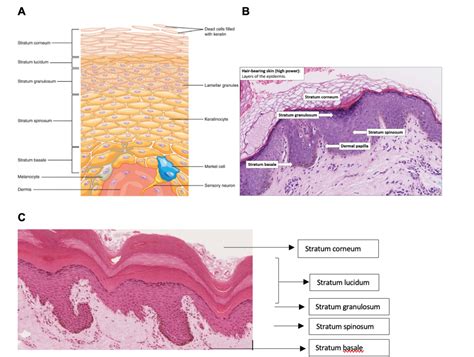 Epidermis Structure Cell And Layers Of A Human Skin 17 600 Layers Of