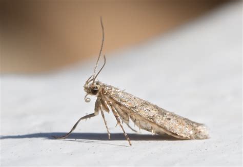 Tuta Absoluta Ecamed Ecología Agrícola Del Mediterráneo