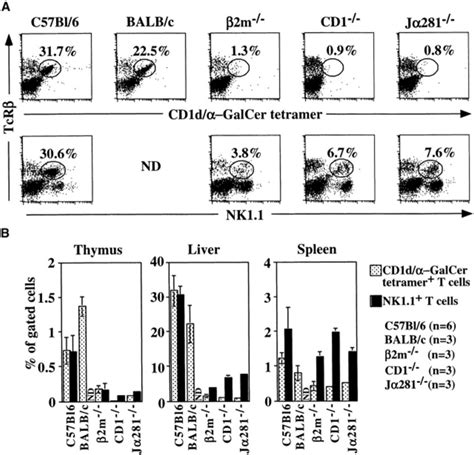 Tetramer Binding Is Dependent Upon Cd1d And Jα281 Expression A