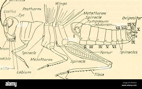 Class Insecta Diagram Hexapoda 2 Insect Overview