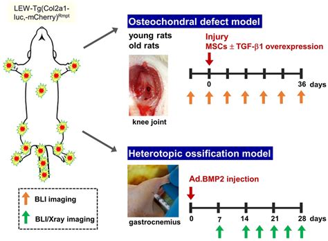 Employed Models Of Orthotopic And Heterotopic Chondrogenesis Rats Were Download Scientific