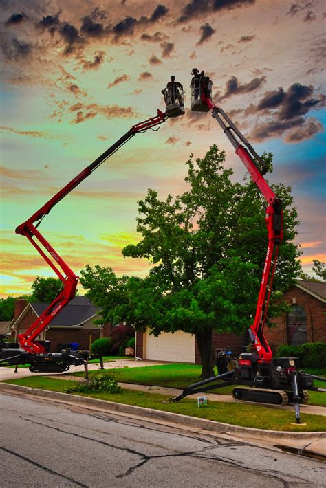 Professional Tree Trimming And Removal Services Arbor Image
