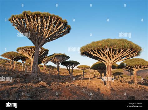 Why Is Dragon Blood Tree Sap Red 160701 Why Does The Dragon Blood Tree Bleed Blogjpmbahejsad