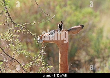 Gerenuk Antelope Eating Leaves In Samburu National Reserve Kenya East