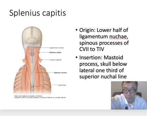 Splenius Origin And Insertion