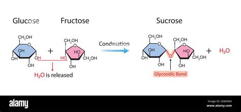 Sucrose Formation Glycosidic Bond Formation From Two Molecules