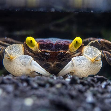 Golden Eye Vampire Crab Geosesarma Bicolor Aquatic Arts