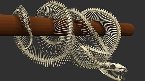 Snake Skeletal Anatomy Antique Engraving Graphic Snake Skeleton
