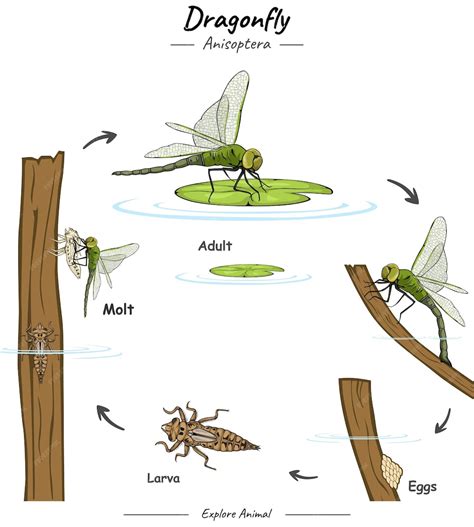 Dragonfly Life Cycle Premium Vector