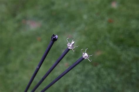 Choosing Small Game Hunting Arrow Tips Ilearntohunt