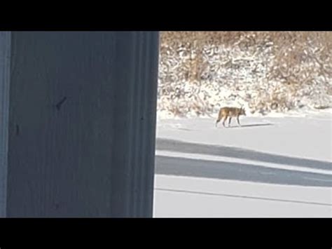 Here S What You Need To Know About Coyote Mating Season YouTube