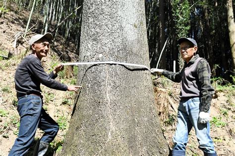 大きなキリにロマン感じる 知る人ぞ知る隠れオオギリの全容が明らかに 地元住民がアクセス道を整備 群馬県安中市 上毛新聞電子版群馬