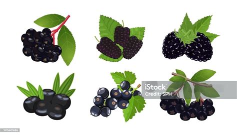 블랙 베리 세트 블랙 베리 블랙 커런트 엘더베리 아사이 뽕나무 및 초크 베리 흰색 배경에 고립된 벡터 일러스트 레이 션 블랙베리에 대한 스톡 벡터 아트 및 기타 이미지