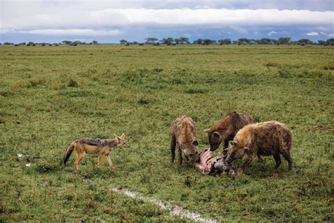 Predator Hierarchy Smithsonian Photo Contest Smithsonian Magazine