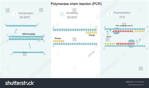 Polymerase Chain Reaction Steps