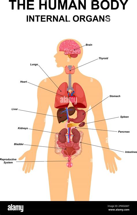 Diagrama De órganos Del Cuerpo Humano Femenino