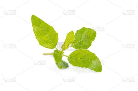 神圣的罗勒Ocimum sancemisolate上白色