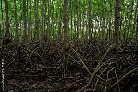 Mangrove Root System In Lush Wetland Forest Natural Coastal Defense Against Erosion And Climate