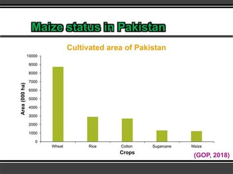 Economic Importance And Phenological Description Of Maize Pptx