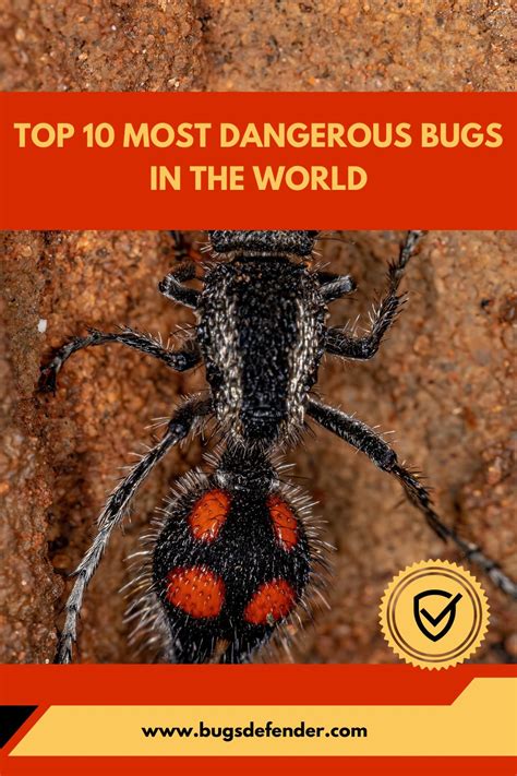 Top 10 Most Dangerous Bugs In The World