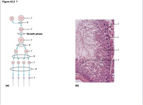 Unlabeled 10 Diagram Quizlet