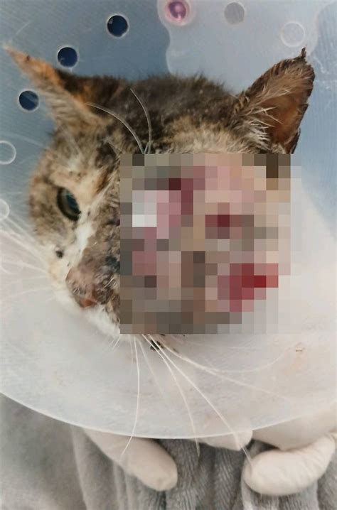 안면 종양 이겨낸 길고양이 사람 품에 얼굴 비비며 애교 감동