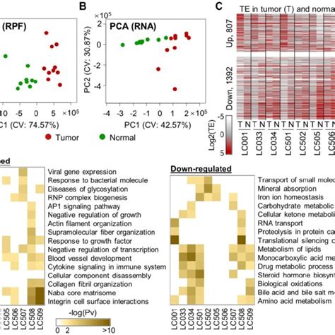 Translatomes Assembled With Ribosome Profiling Data Of The Hcc Tumors Download Scientific