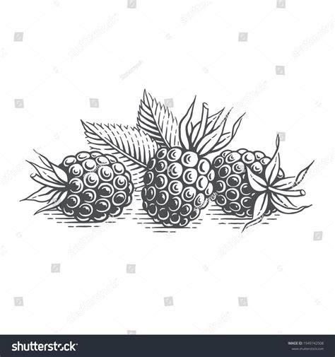 Blackberries Clipart Black And White