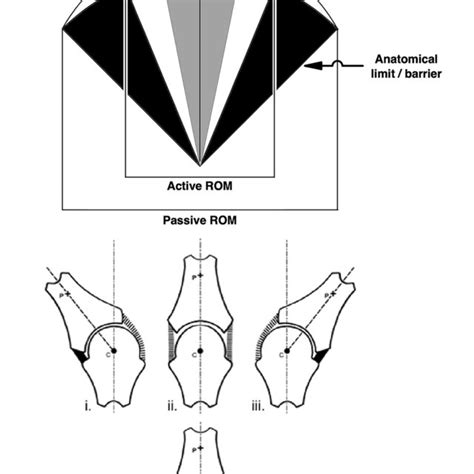 The Corrected Model Of Joint Manipulation Based On Evans And Breen 2006 Download Scientific