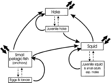 Even Simple Food Webs Can Generate Considerable Complexity In Their Download Scientific Diagram