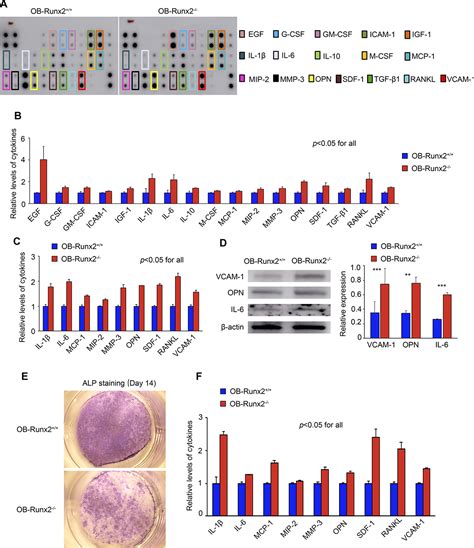 Runx2 Deficiency In Osteoblasts Promotes Myeloma Progression By Altering The Bone