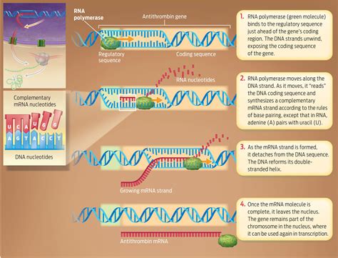 Rna Nucleotide Sequence