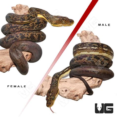 Timor Python Pair Malayopython Timoriensis For Sale Underground Reptiles