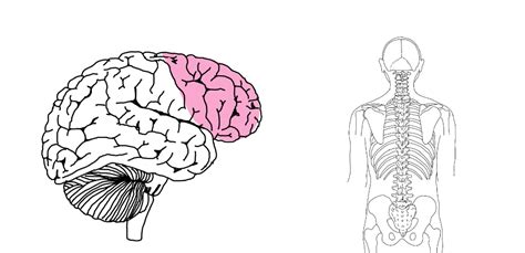 The Prefrontal Cortex Pfc Effect On The Body And Its Functions In