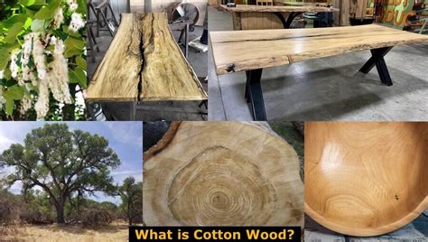 What Is Cottonwood Woodworkmag Com