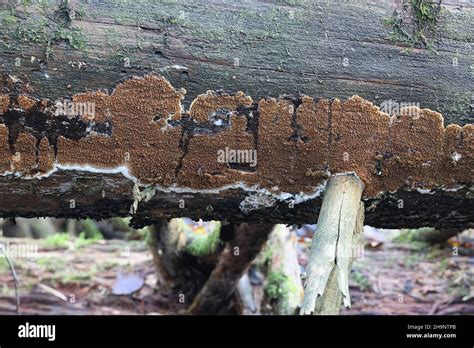 What Is Fungus Dry Rot At Imogen Repin Blog