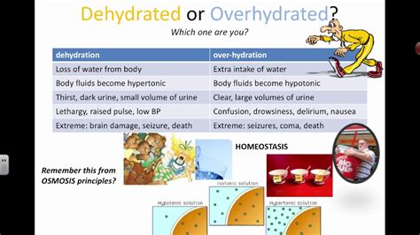 Dehydrated Or Overhydrated Ib Biology Youtube
