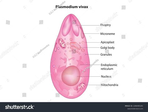 Biological Vector Anatomy Plasmodium Vivax Protozoa Stock Vector